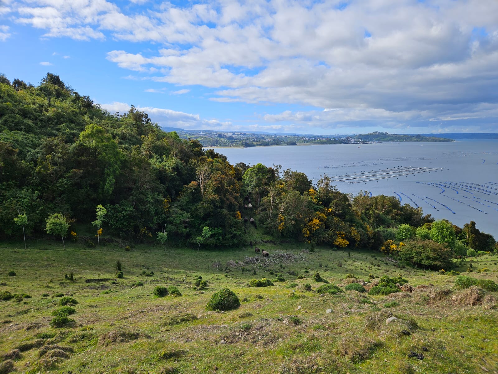 Se vende terreno de 8.89 hás en Yutuy, comuna de Castro | Lujamak